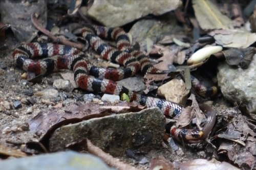 Variable Coralsnake (Micrurus diastema) - Snakes and Lizards