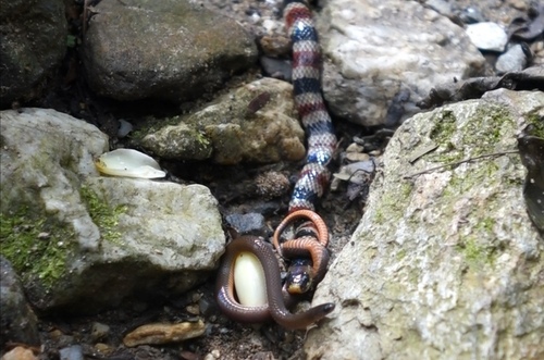 Variable Coralsnake (Micrurus diastema) - Snakes and Lizards