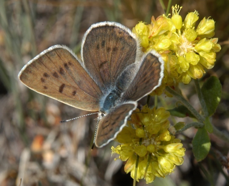Blue Copper (Arthropods of Sweitzer Lake State Park) · iNaturalist