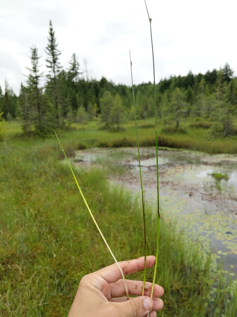 water bulrush (ADIRONDACK RESEARCH GUIDEBOOK) · iNaturalist