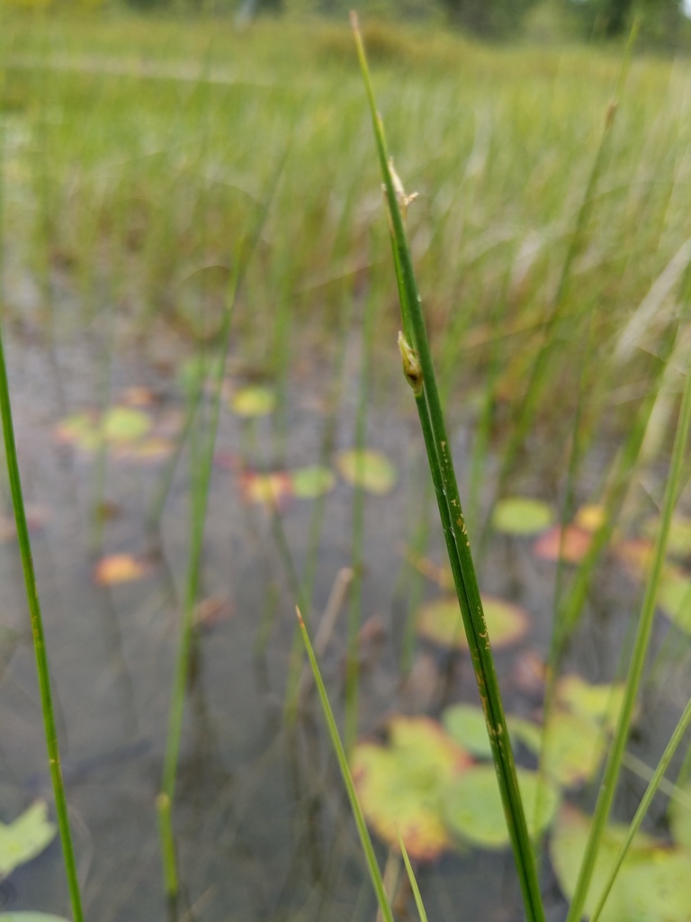 water bulrush (ADIRONDACK RESEARCH GUIDEBOOK) · iNaturalist