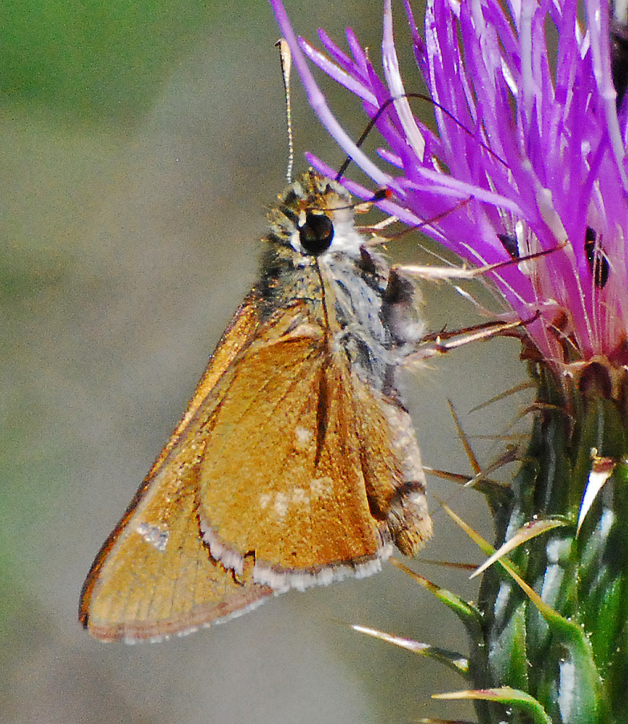 Snow's Skipper (Insects of Staunton State Park) · iNaturalist