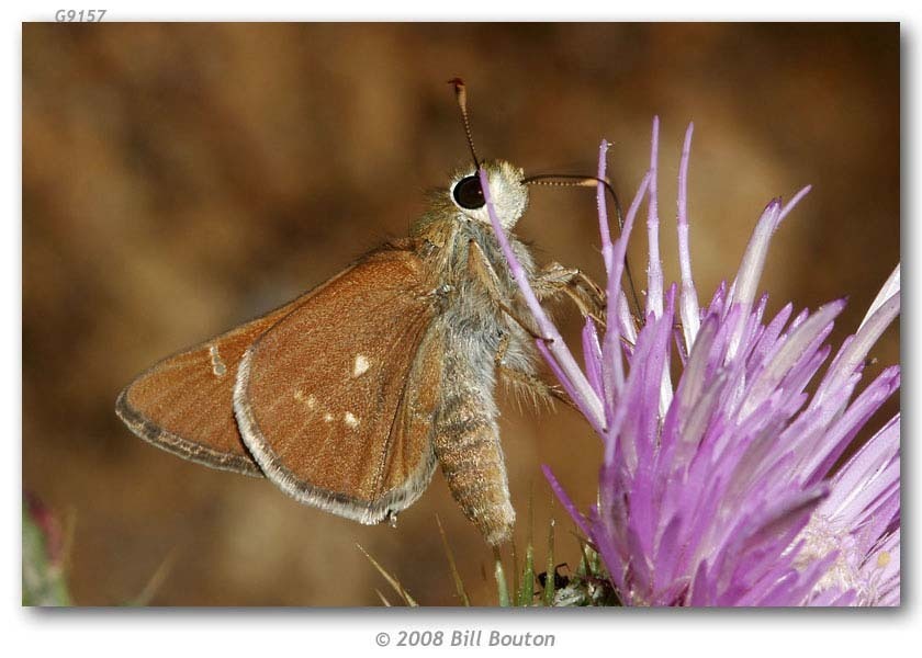 Snow's Skipper (Insects of Staunton State Park) · iNaturalist