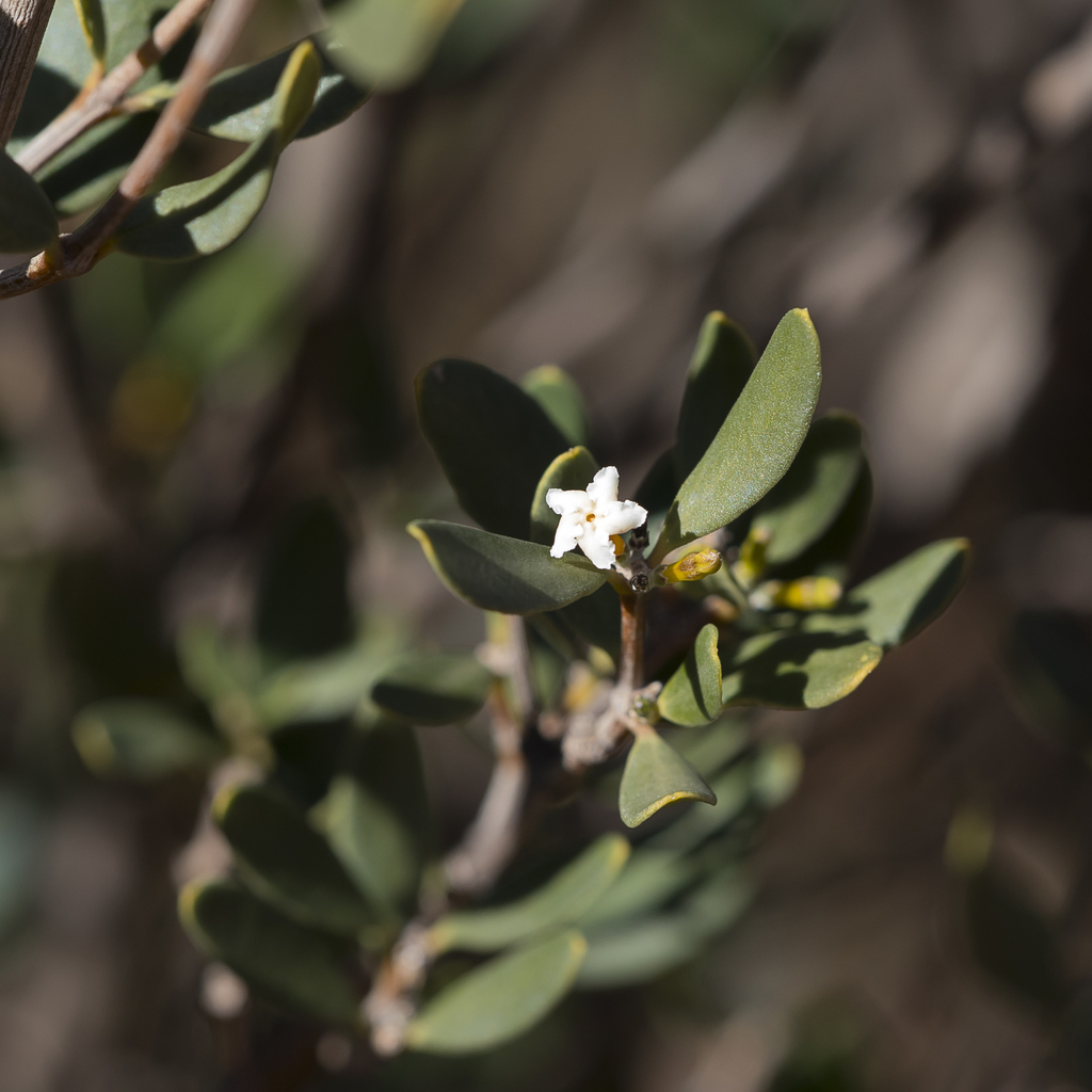 Sea Box from Gawler Ranges SA 5655, Australia on June 29, 2020 at 12:55 ...