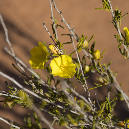 Ooldea Guinea-flower (Hibbertia crispula) · iNaturalist United Kingdom