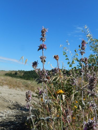 Stachys thirkei · iNaturalist