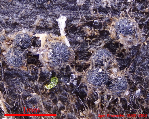 Jahnula aquatica · iNaturalist