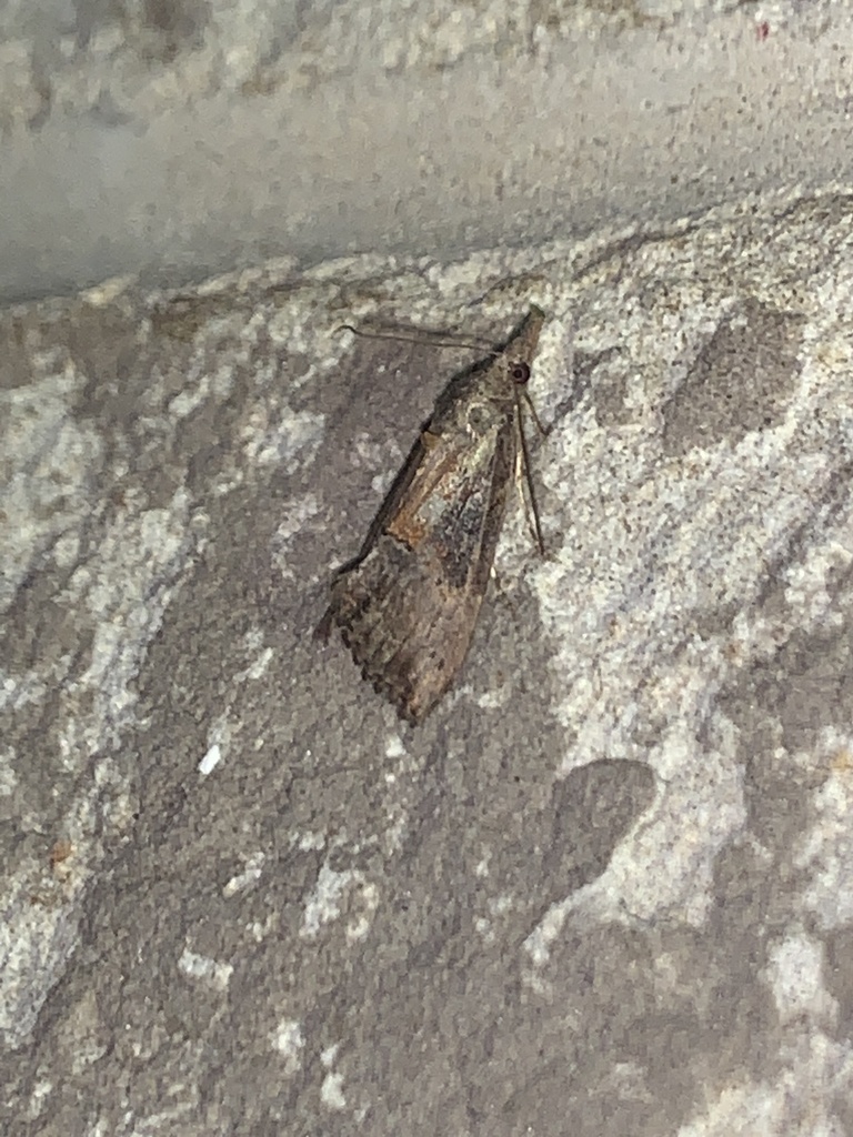 Green Cloverworm Moth from Burnt Mountain Path, Columbia, MD, US on ...
