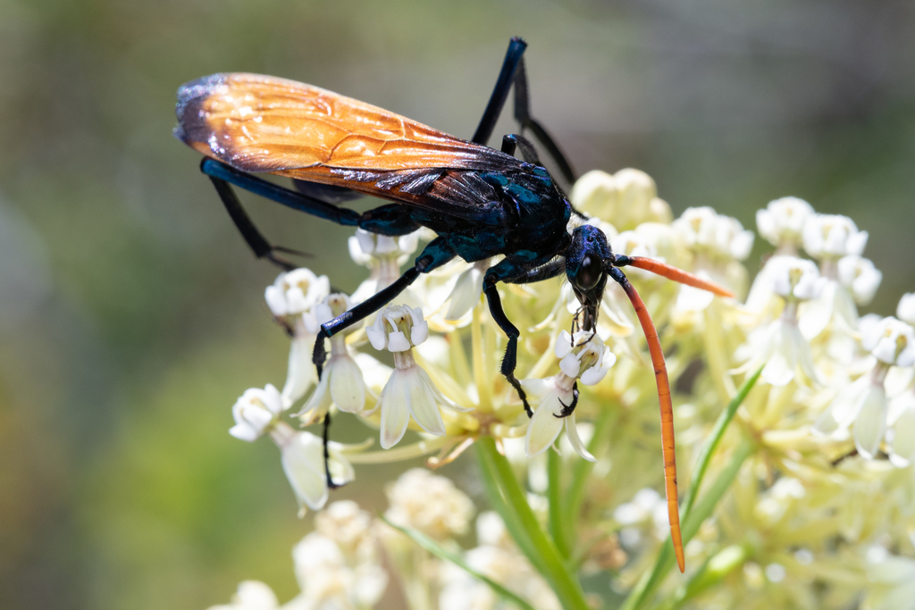 New World Tarantula-hawk Wasps from San Diego County, CA, USA on July ...