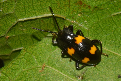 Género Indalmus · iNaturalist Mexico