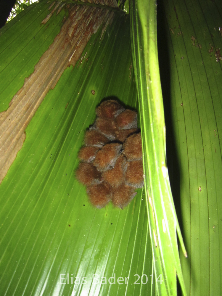 Peter's Disk-winged Bat from cano palma costa rica on May 13, 2014 by ...