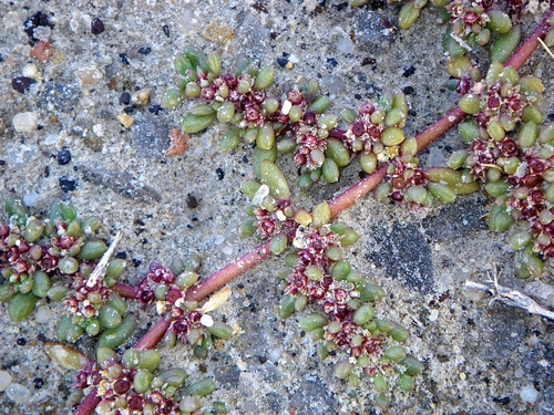 Trianthema triquetrum · iNaturalist