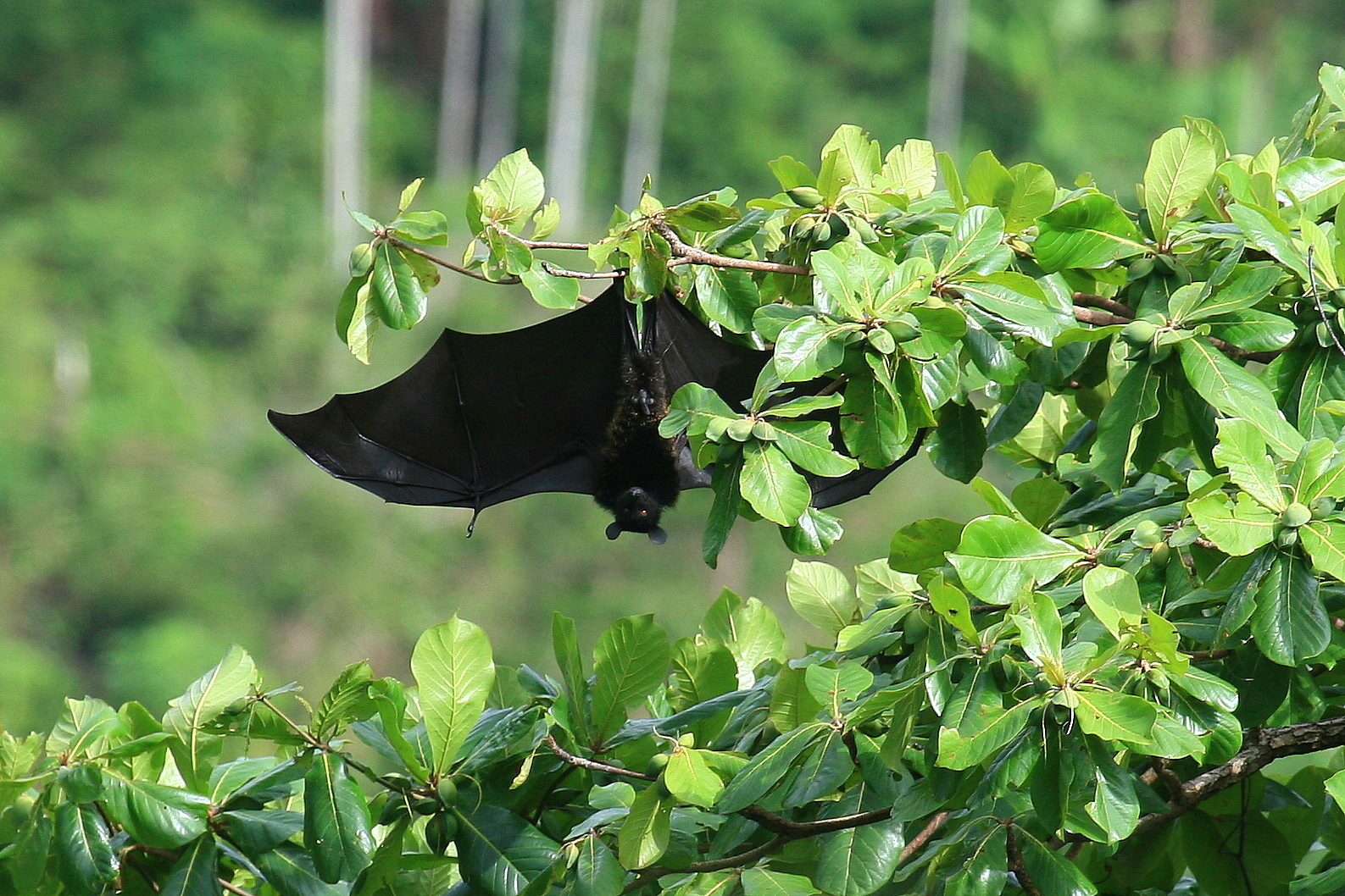 Pteropus livingstonii Gray, 1866