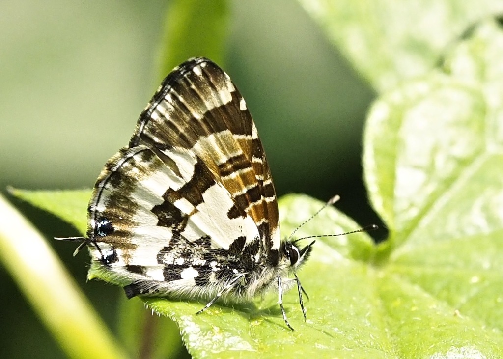 Uranothauma from Wondo Genet, Ethiopia on June 11, 2017 at 02:16 PM by ...