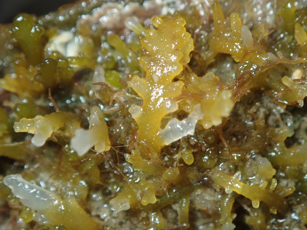 Pepper Dulse from Ille-et-Vilaine, Bretagne, France on July 25, 2020 at ...