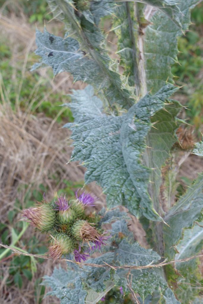 Scotch Thistle (Noxious Weeds of Colorado) · iNaturalist