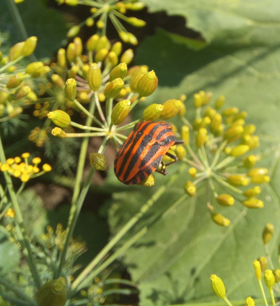 Continental Striped Shield Bug in July 2020 by Каріна · iNaturalist