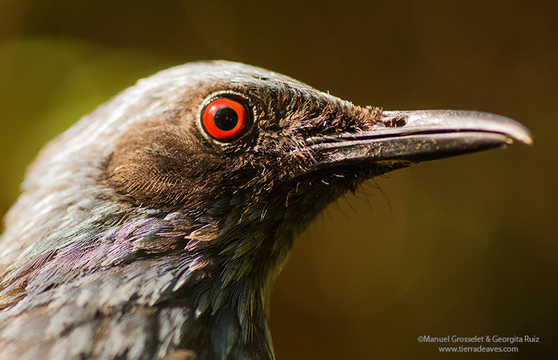Blue Mockingbird (Melanotis caerulescens) - Avian Discovery