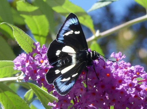Subspecies Euschemon rafflesia alba · iNaturalist United Kingdom