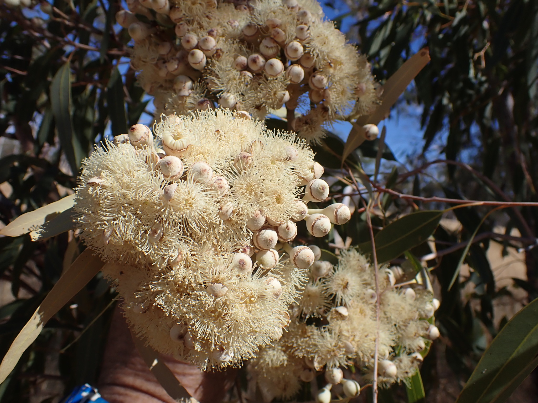 Corymbia terminalis (F.Muell.) K.D.Hill & L.A.S.Johnson