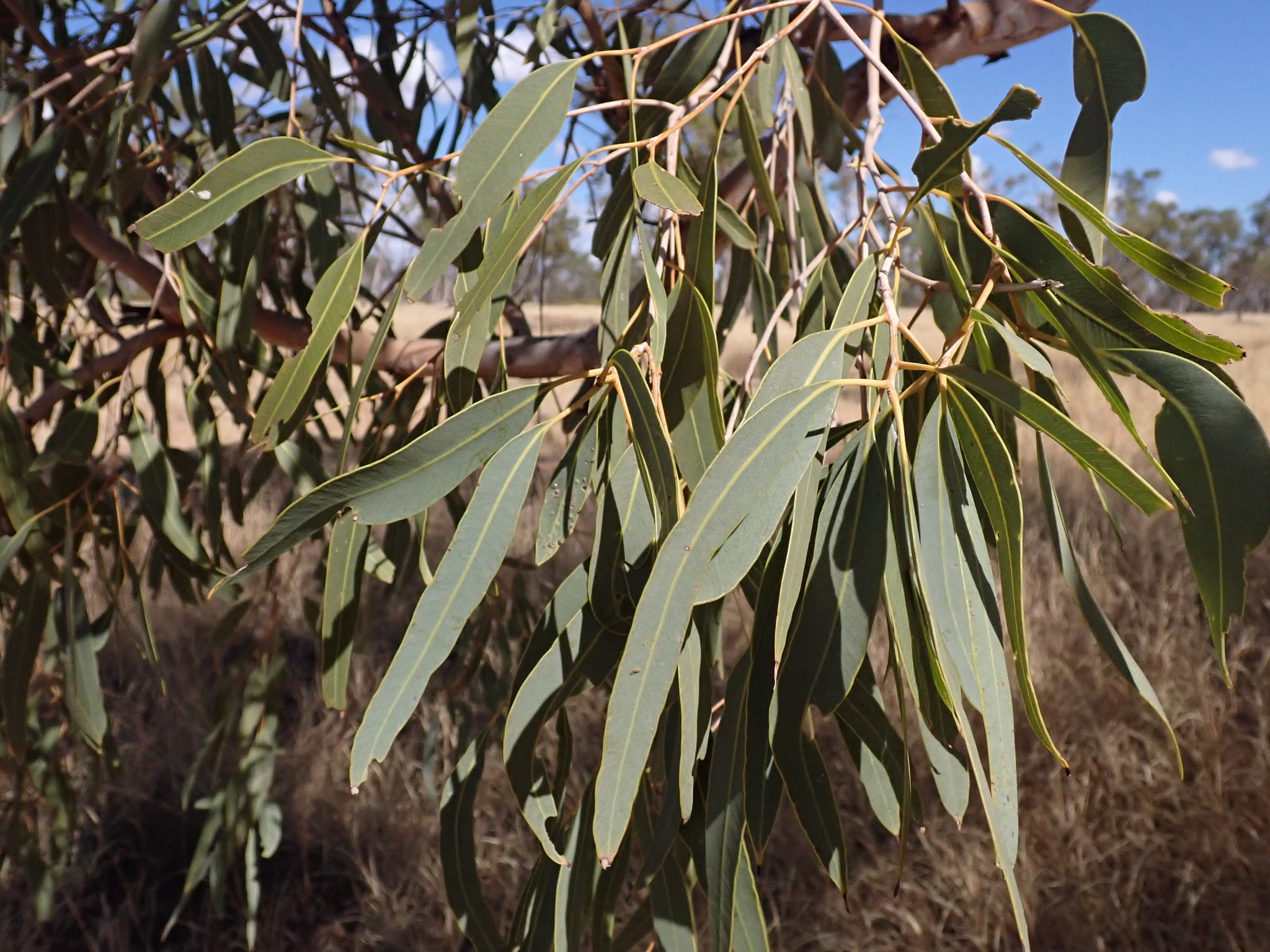 Corymbia terminalis (F.Muell.) K.D.Hill & L.A.S.Johnson