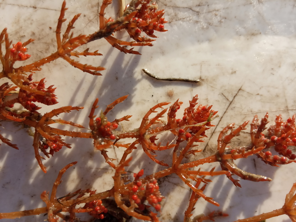 coral stonewort (Chara tomentosa) - Botanical Realm