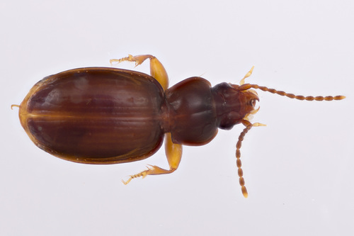 Trechus satanicus · iNaturalist