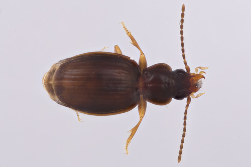 Trechus vandykei · iNaturalist