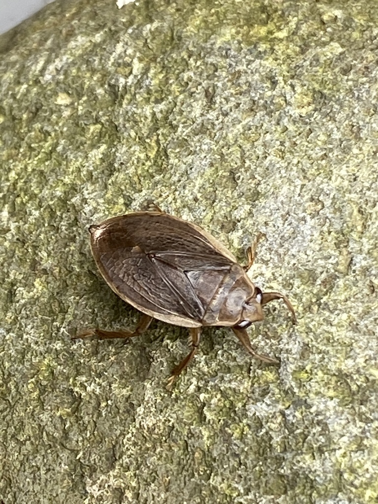 Elliptical Waterbugs from 久里浜6丁目, 横須賀市, 神奈川県, JP on July 27, 2020 at 12 ...