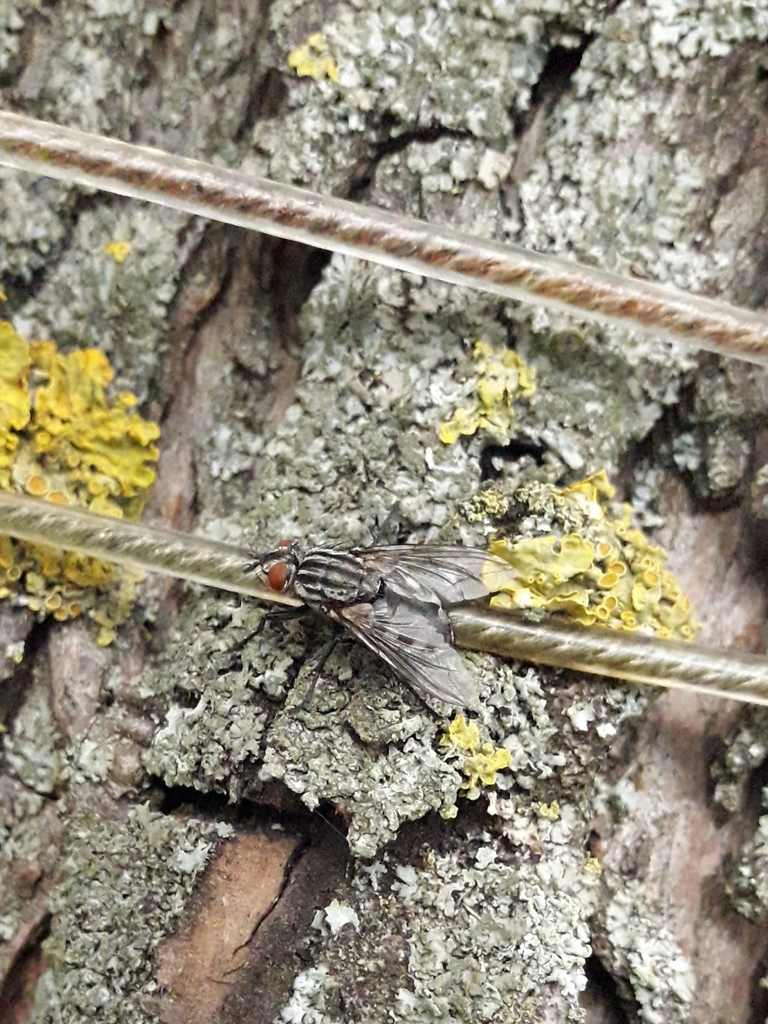 Common Flesh Flies in July 2020 by pawel717 · iNaturalist