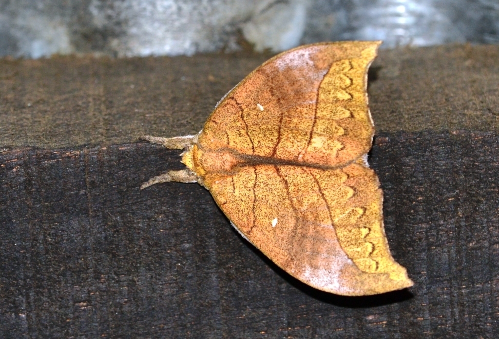 Prominent Moths from Mahur, Assam 788830, India on September 02, 2013 ...