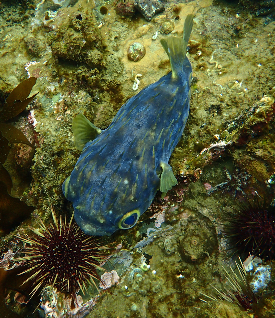 Globefish (Diodon nicthemerus) - Marine Life Identification