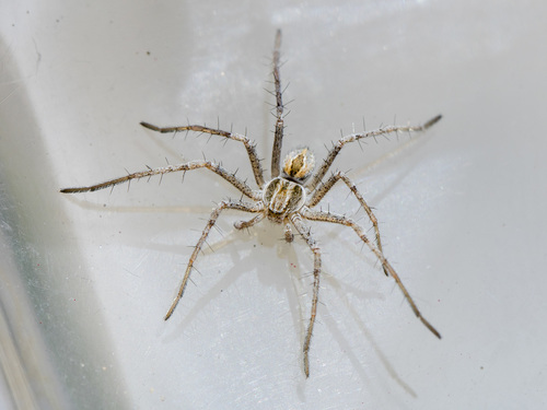 Thanatus fabricii · iNaturalist