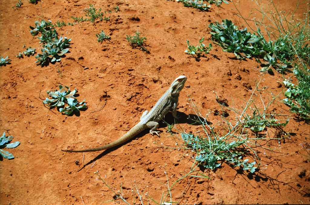 Central Bearded Dragon from Mungo NSW 2715, Australia on September 26 ...