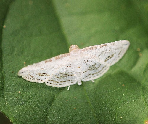 Calindoea anticalis · NaturaLista Colombia