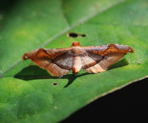 Calindoea elongatalis · iNaturalist