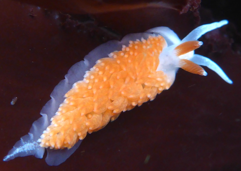 Olive's Aeolid (Nudibranchs of Pillar Point) · iNaturalist