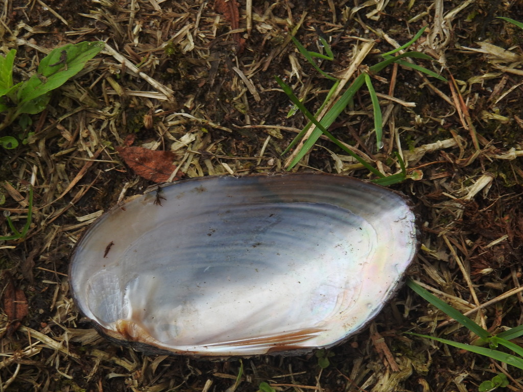 Eastern Elliptio from Renfrew, Ontario, Canada on July 11, 2020 at 09: ...