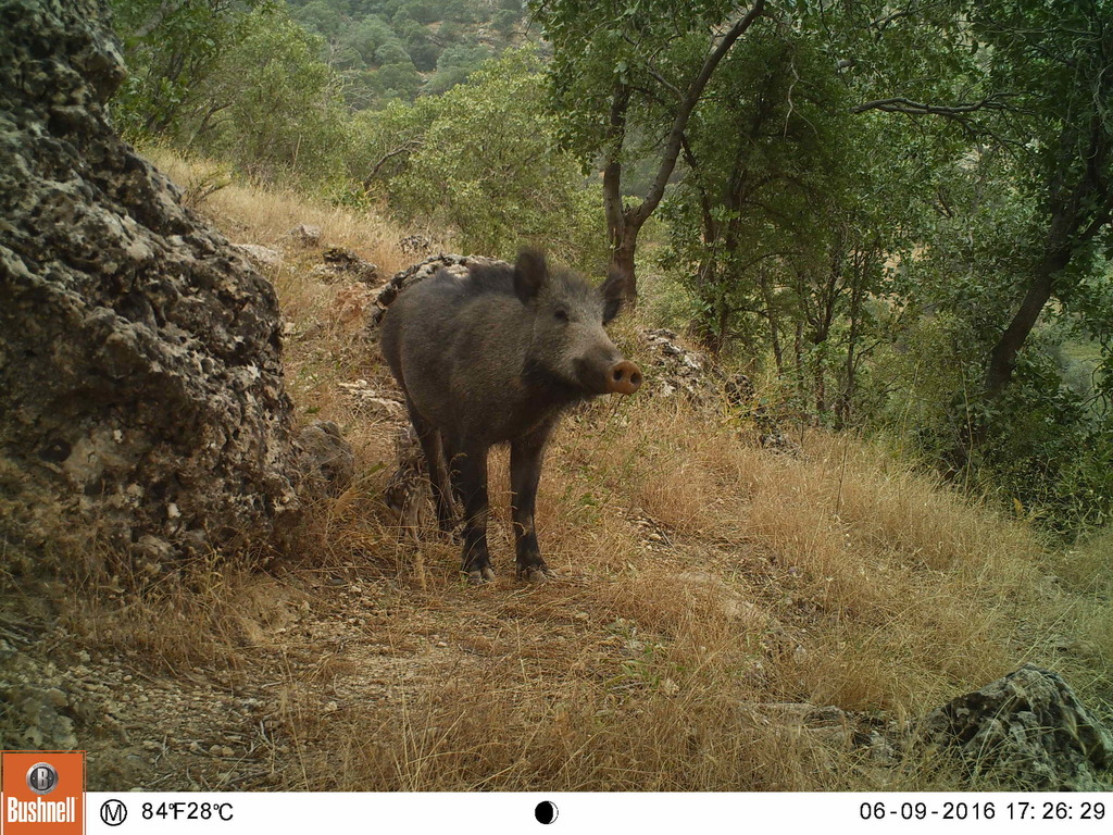 Wild Boar from Darbandikhan, Iraq on June 9, 2016 at 05:26 PM by Hana ...