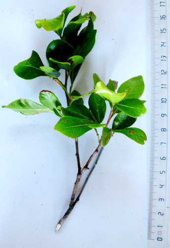 Rhus lucida · iNaturalist