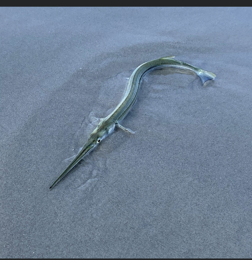 Needlefishes (Belonidae) - Marine Life Identification