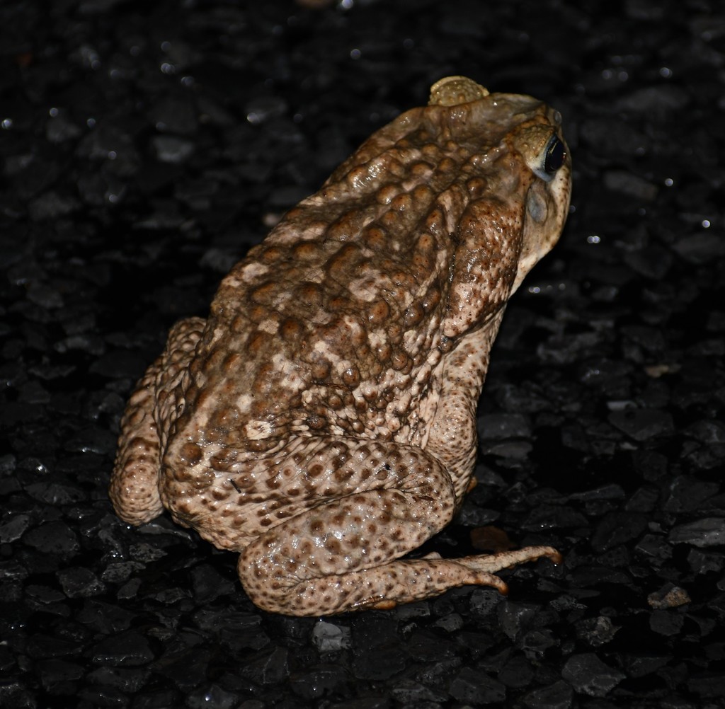 Giant Toad from Starr County, TX, USA on July 26, 2020 at 10:11 PM by ...