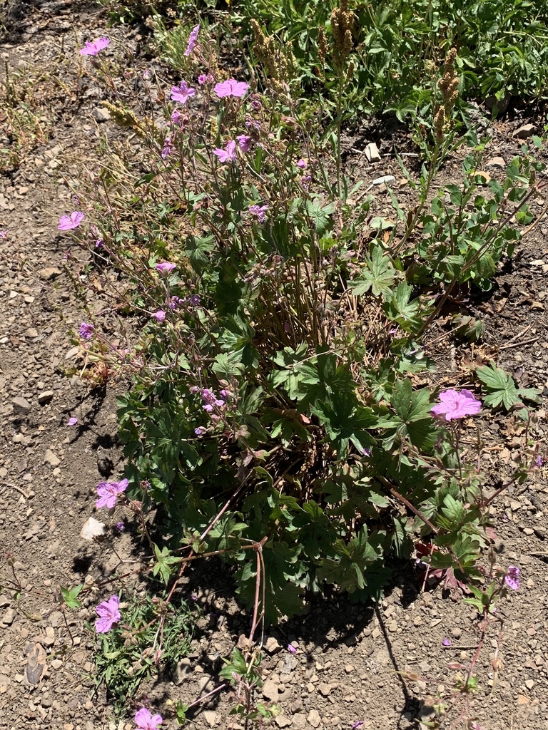 sticky geranium from W Bonanza Ridge, Park City, UT, US on July 26 ...