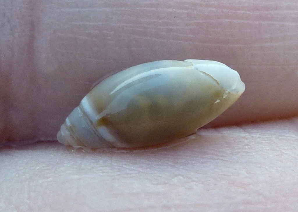 Beatic Dwarf Olive Snail (China Cove Organisms) · iNaturalist