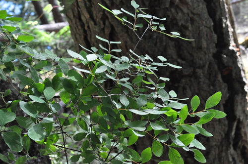 Variedad Symphoricarpos mollis hesperius · iNaturalist Mexico