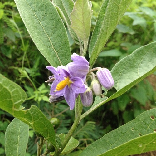 Sosa (Guía de Malezas de Tlaxcala) · iNaturalist