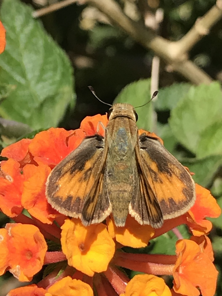 Hylephila from Maricopa Dr, Simi Valley, CA, US on July 27, 2020 at 09: ...