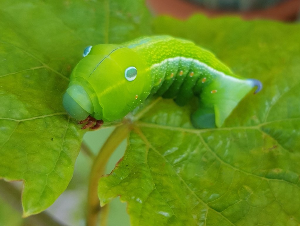 Cape Hawk from City of Cape Town, ZA-WC, ZA on January 23, 2020 at 04: ...