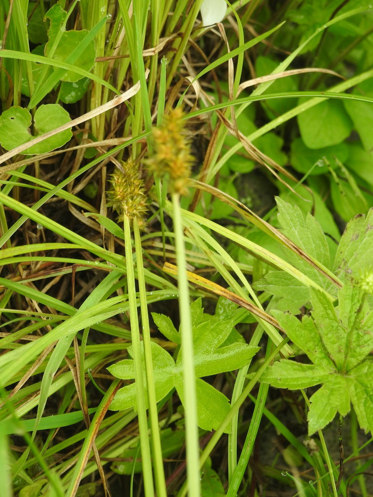 foxtail sedge from Timiskaming, Ontario, Canada on July 13, 2020 at 09: ...