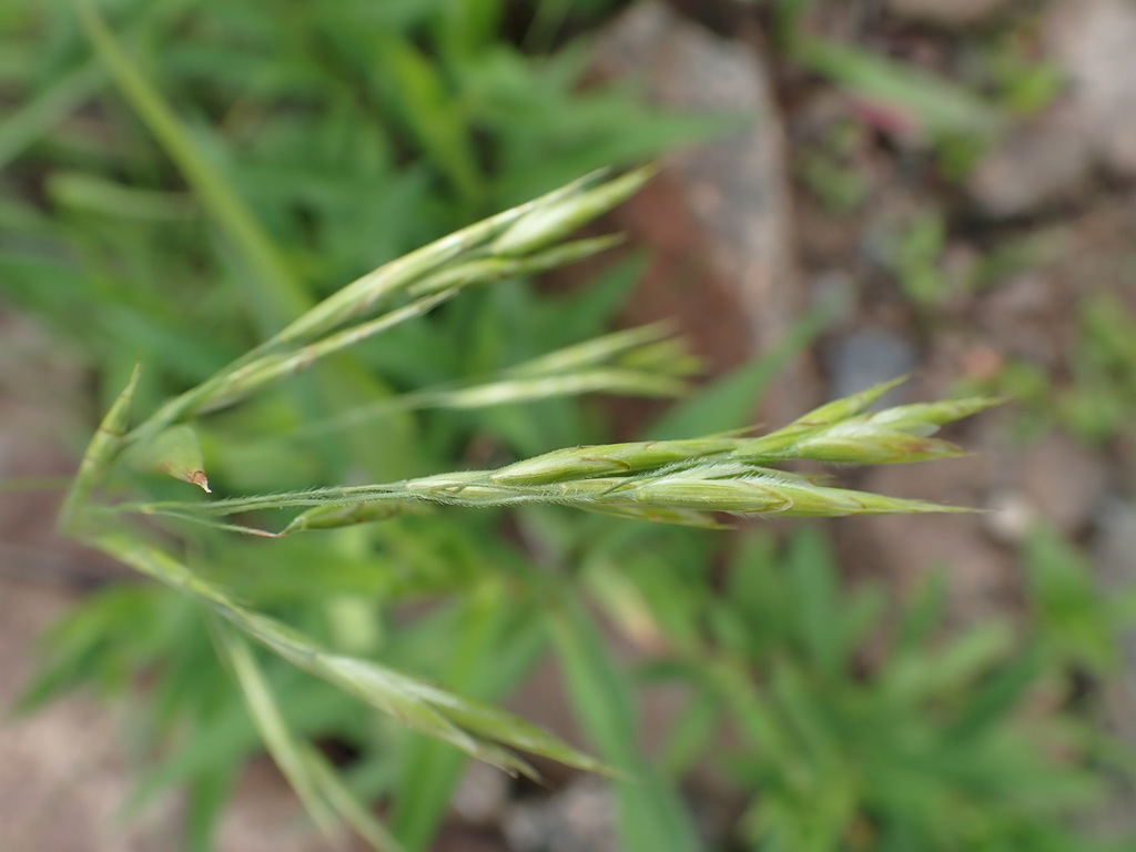 Fringed Brome from Division No. 10, NL, Canada on July 26, 2020 at 01: ...